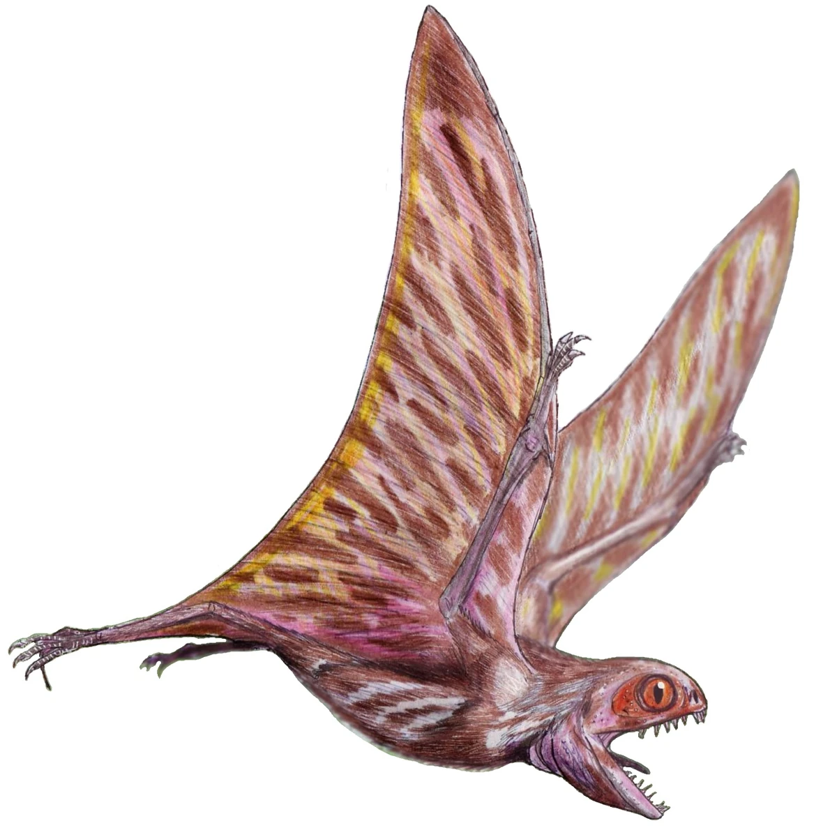 Jurassic Kratts Anurognathus swoop | New ideas by Matt Weaver Wiki | Fandom