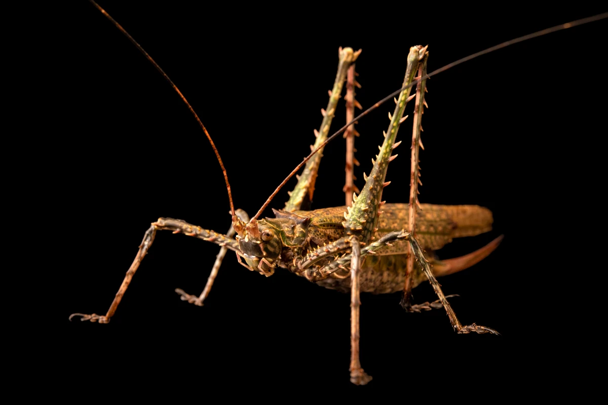 Spiny tree cricket jumps-Wild Kratts bug adventures | New ideas by Matt ...