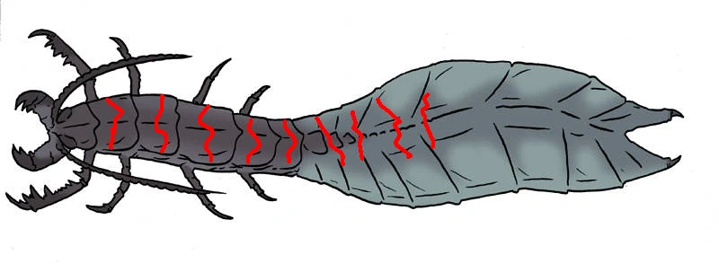 Serpent-centipede Scar Isle | New ideas by Matt Weaver Wiki | Fandom