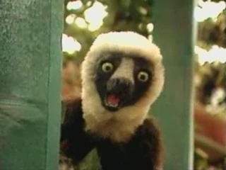 Zoboomafoo and you-episode guide | New ideas by Matt Weaver Wiki | Fandom