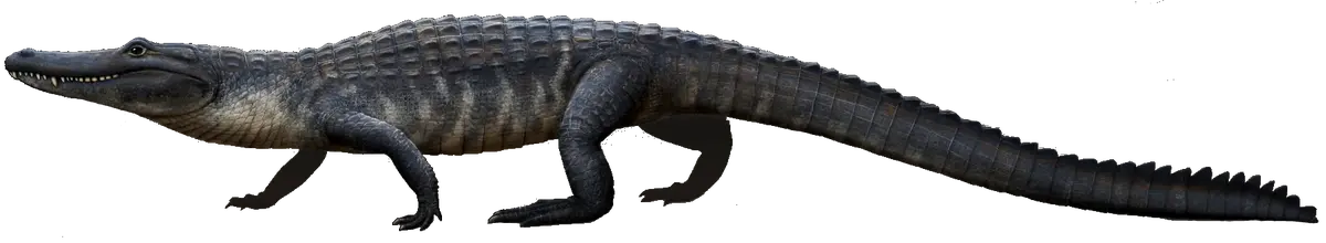 Brachychampsa | New ideas by Matt Weaver Wiki | Fandom