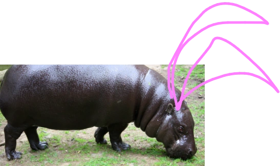 HOPPOS FROM WUZZLES | New ideas by Matt Weaver Wiki | Fandom