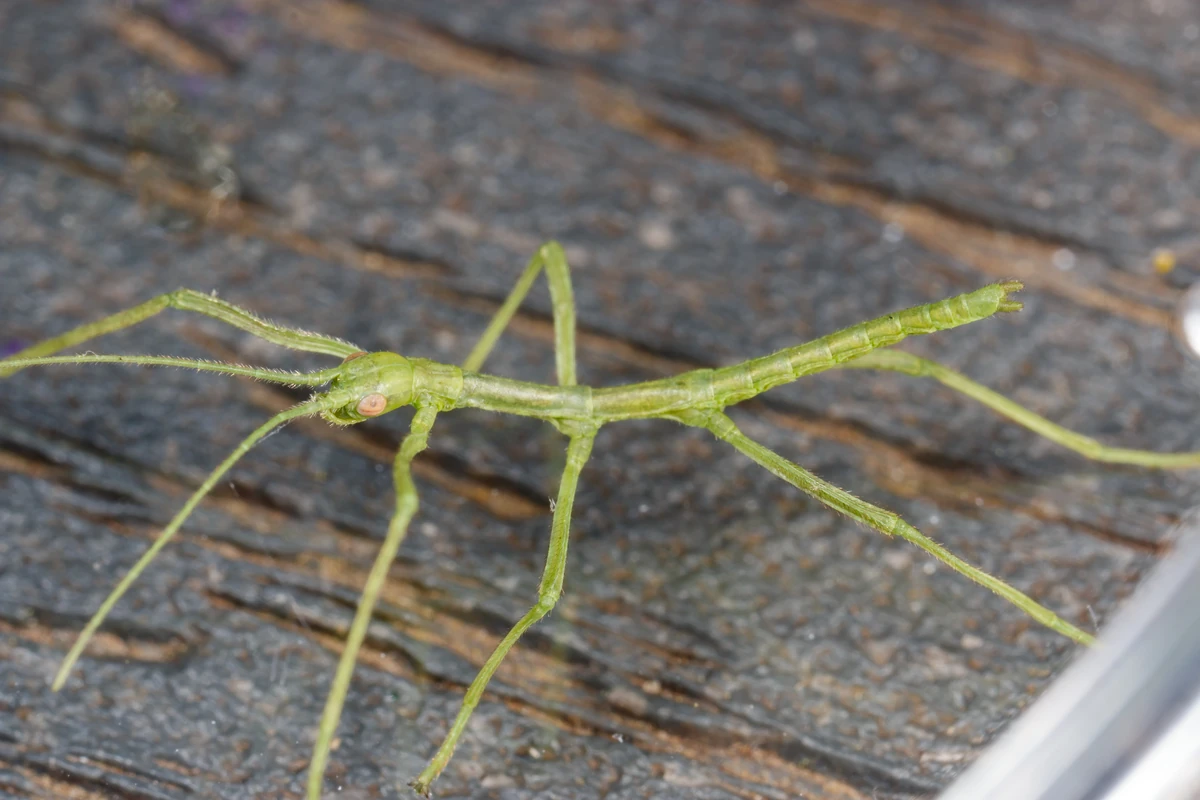 Giant walking stick | New ideas by Matt Weaver Wiki | Fandom