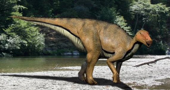 Koshisaurus | New ideas by Matt Weaver Wiki | Fandom