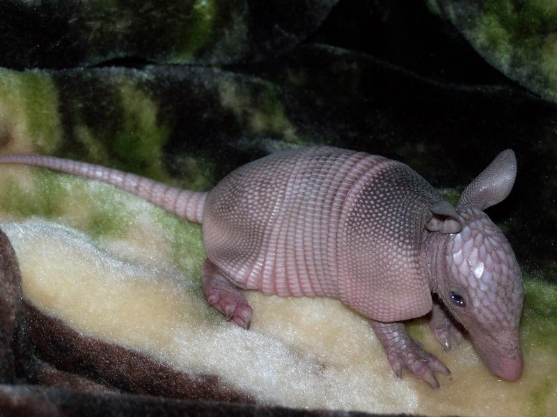 Who could it be: nine-banded armadillo version-zoboomafoo and you | New ...