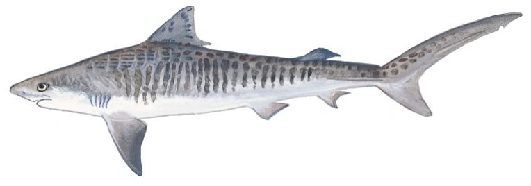 Category:New Shark Wars | New ideas by Matt Weaver Wiki | Fandom