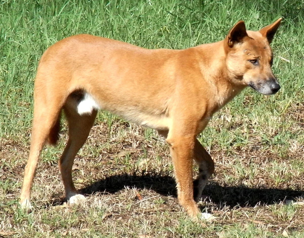 NEW DINGO PICTURES REBOOT FILM LIST | New ideas by Matt Weaver Wiki ...