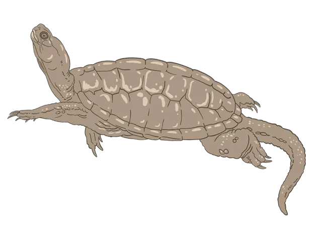 Dinochelys | New ideas by Matt Weaver Wiki | Fandom