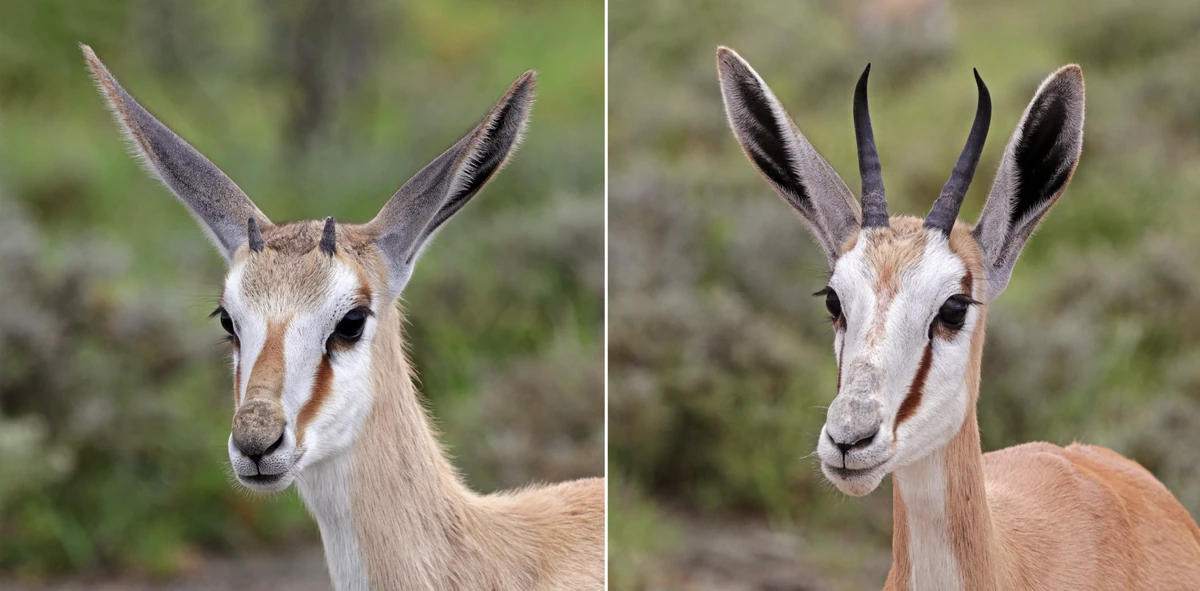 Springbok (64 Zoo Lane) | New ideas by Matt Weaver Wiki | Fandom