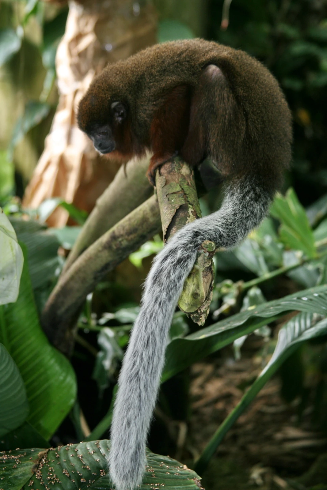 Timothy titi monkey-splash and bubbles amazon | New ideas by Matt ...