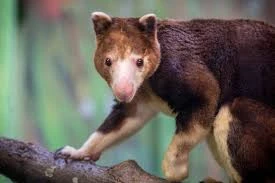 Wondiwoi Tree Kangaroo (64 Zoo Lane) | New ideas by Matt Weaver Wiki ...