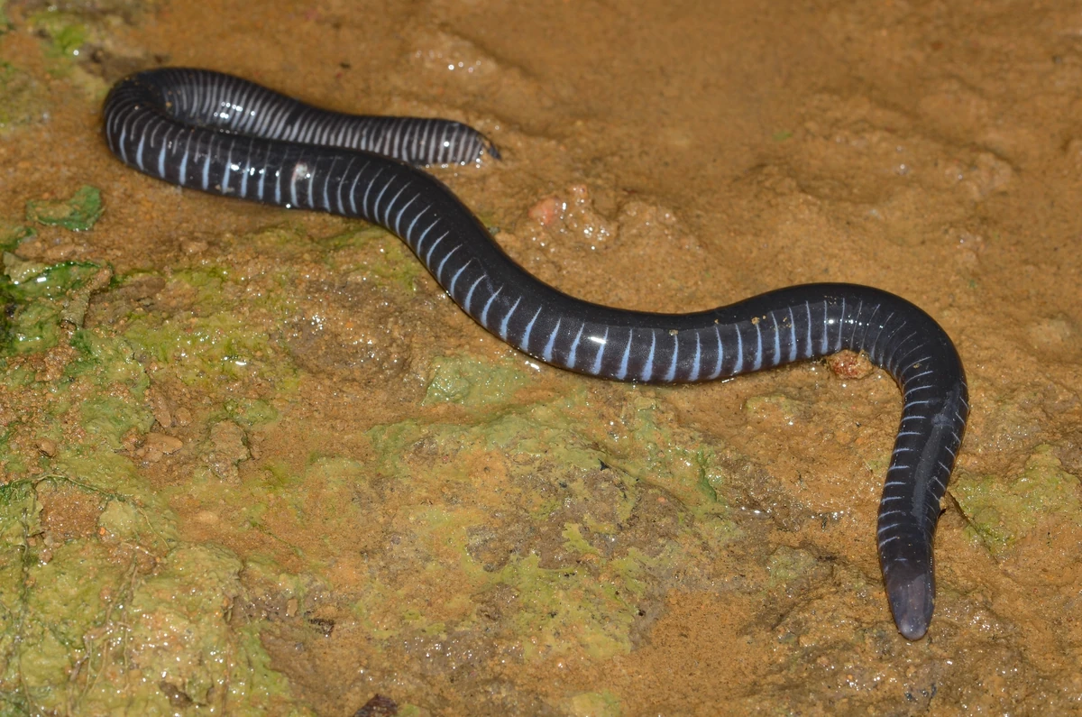 Gaboon caecilian | New ideas by Matt Weaver Wiki | Fandom