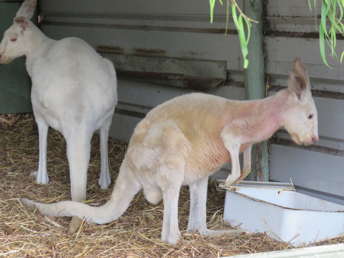 REd kangarooS = AUSTARILA N CHINA AGE | New ideas by Matt Weaver Wiki | Fandom