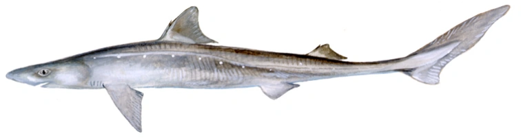 Category:Shark wars | New ideas by Matt Weaver Wiki | Fandom