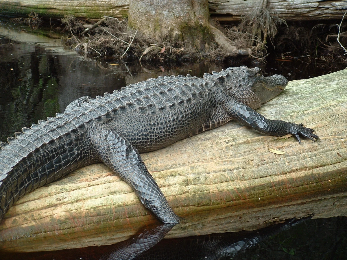 American alligator | New ideas by Matt Weaver Wiki | Fandom