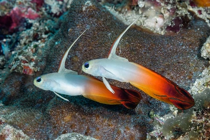 Fire dart fish | New ideas by Matt Weaver Wiki | Fandom