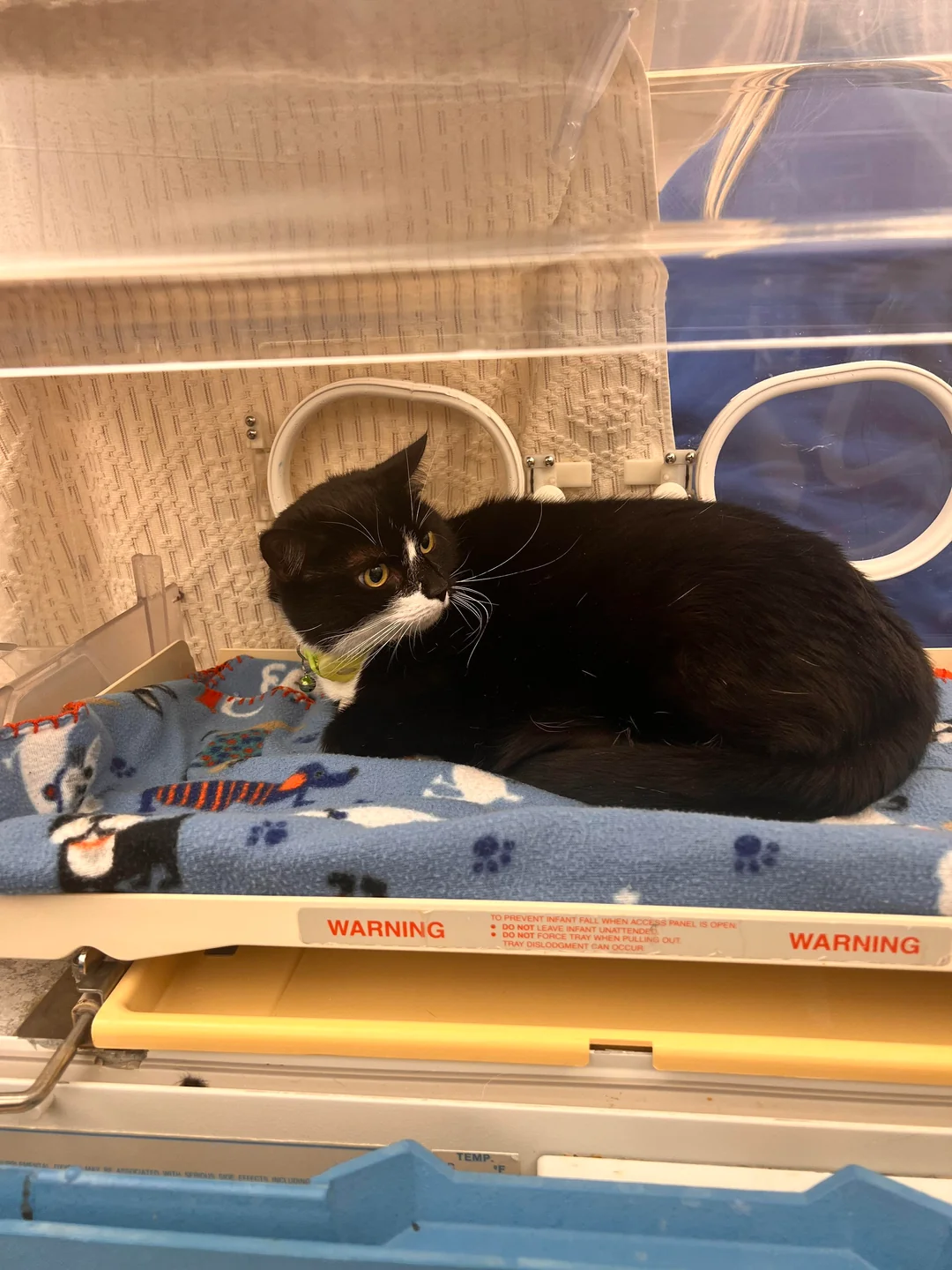 Sesame Street-cat preview 1 | New ideas by Matt Weaver Wiki | Fandom