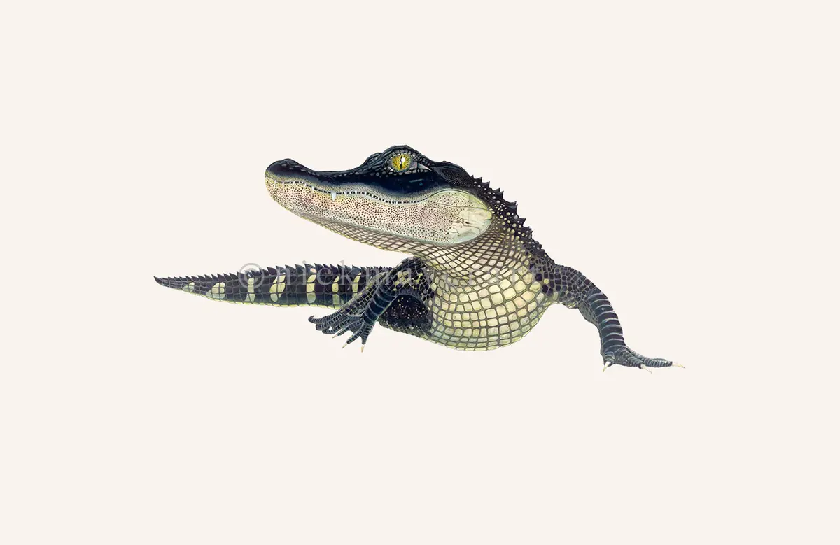 The Alligator King-movie | New ideas by Matt Weaver Wiki | Fandom