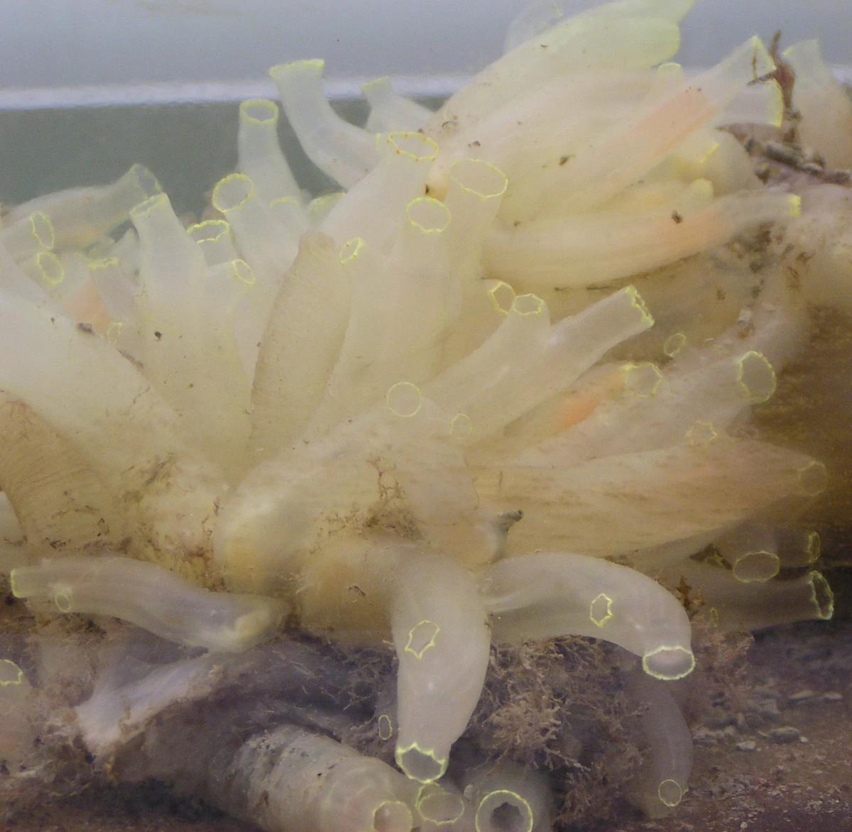 Ascidians | New ideas by Matt Weaver Wiki | Fandom