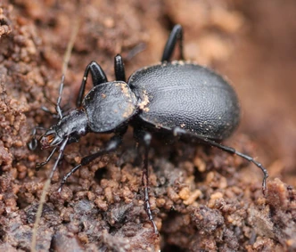 Snail-sniper: wild Kratts bug adventures | New ideas by Matt Weaver ...