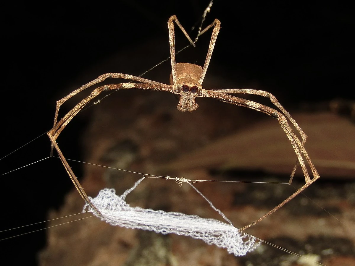 Ogre-faced spider netting-wild kratts bug adventures | New ideas by ...
