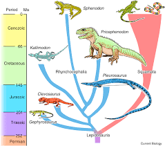 Jurassic kratts-sphenodont reunion 2 | New ideas by Matt Weaver Wiki ...