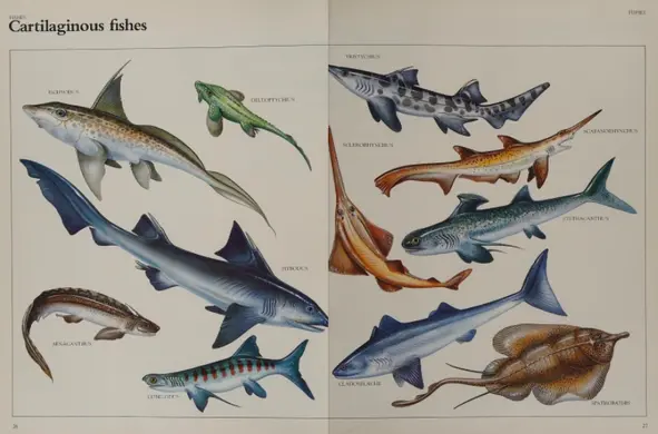 Deltoptychius | New ideas by Matt Weaver Wiki | Fandom