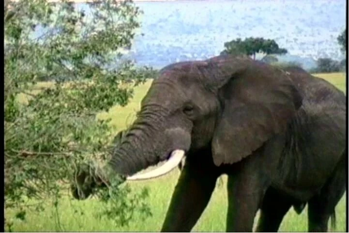 The legend of zoboomafoo | New ideas by Matt Weaver Wiki | Fandom