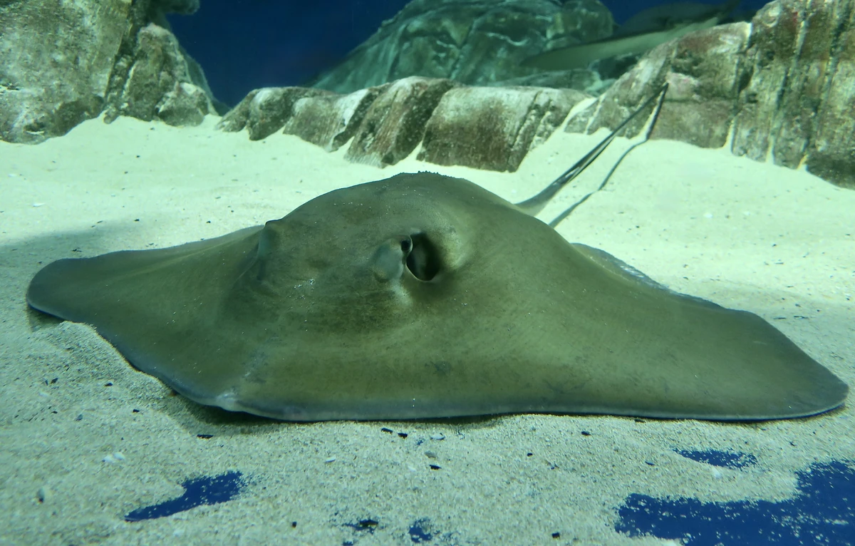 The Little Merfox featured stingray species | New ideas by Matt Weaver ...