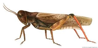 Rocky Mountain locust | New ideas by Matt Weaver Wiki | Fandom