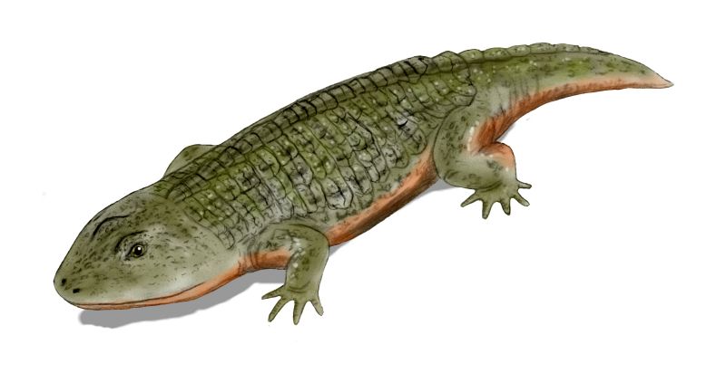 Peltobatrachus Lbt Preview New Ideas By Matt Weaver Wiki Fandom