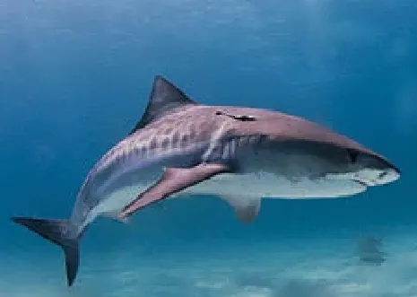 Shark Wars episode 7 1 1/2-Encountering the Land sharks | New ideas by ...