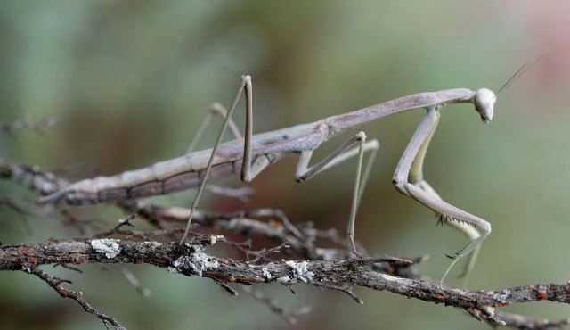 Grass mantis | New ideas by Matt Weaver Wiki | Fandom