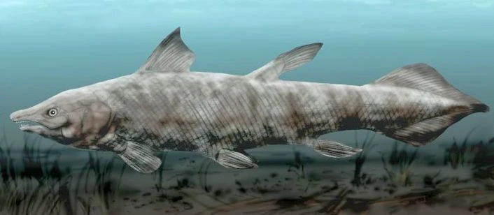 Chinlea-fish | New ideas by Matt Weaver Wiki | Fandom