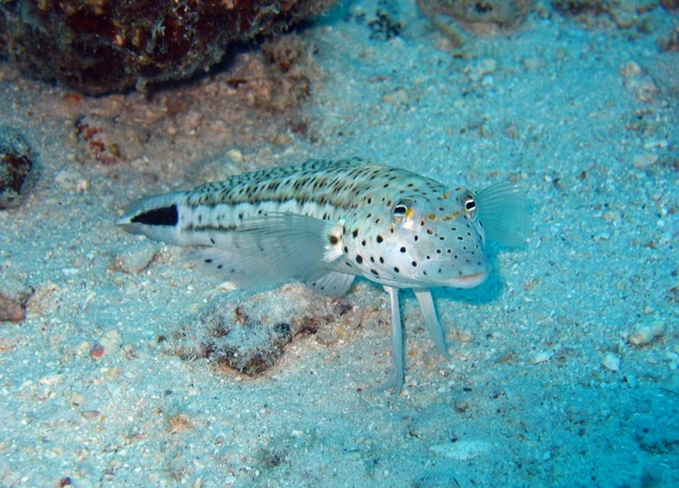 Sand perch preview | New ideas by Matt Weaver Wiki | Fandom