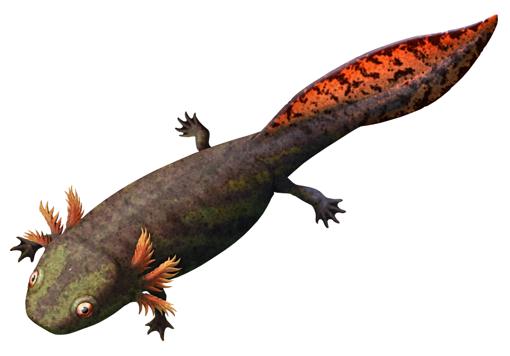 Platycepsion-LBT preview | New ideas by Matt Weaver Wiki | Fandom