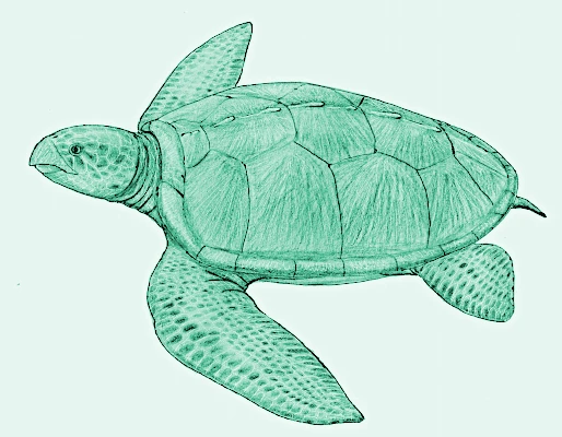 Notochelone | New ideas by Matt Weaver Wiki | Fandom