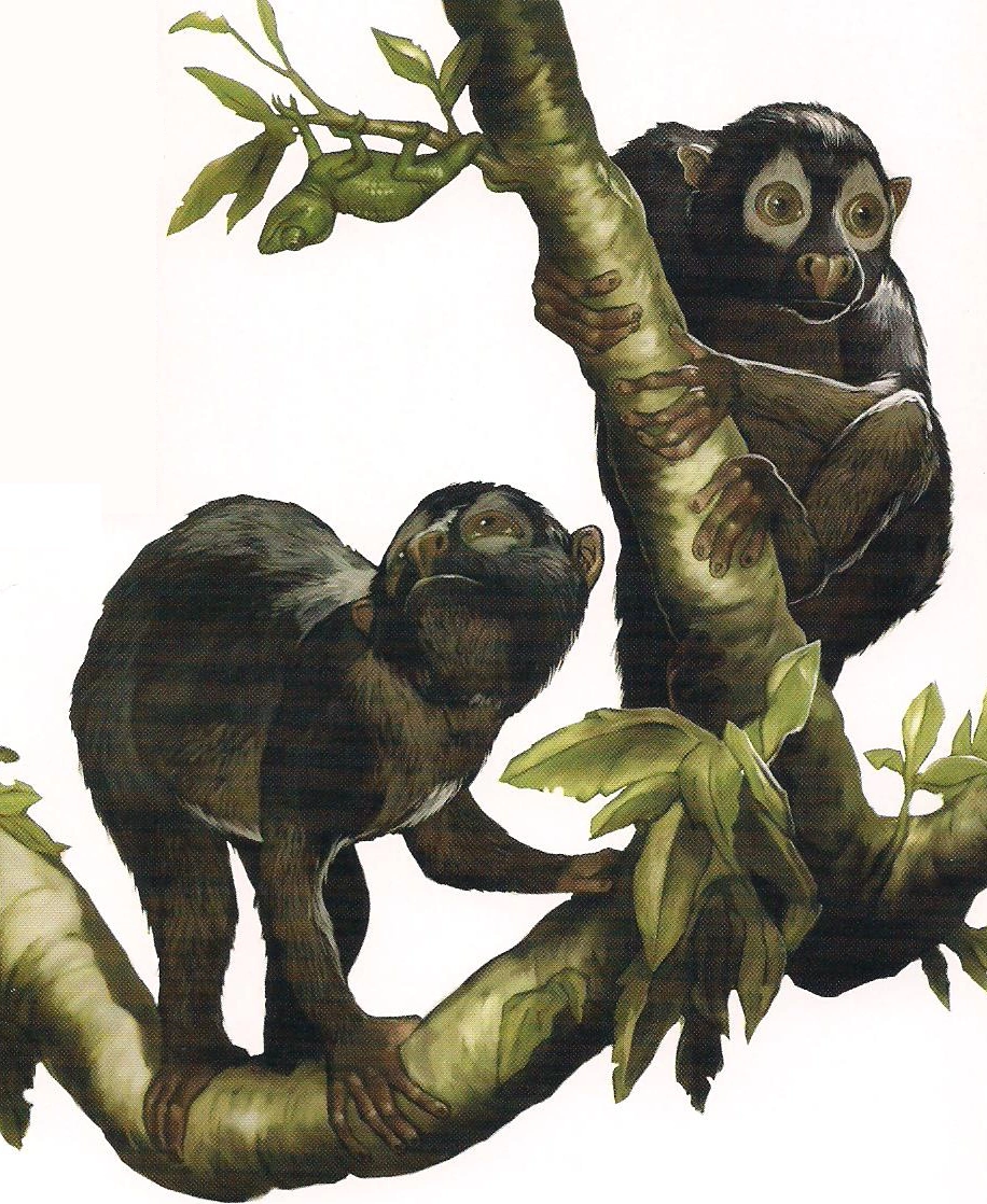 Burglar Monkey | New ideas by Matt Weaver Wiki | Fandom