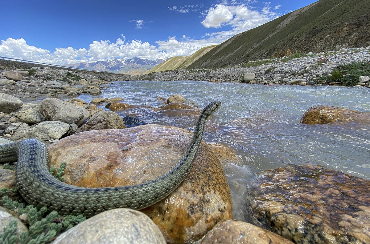 HOT SPRING SNAKES = Amphibia = REPTILE TAKE | New ideas by Matt Weaver ...