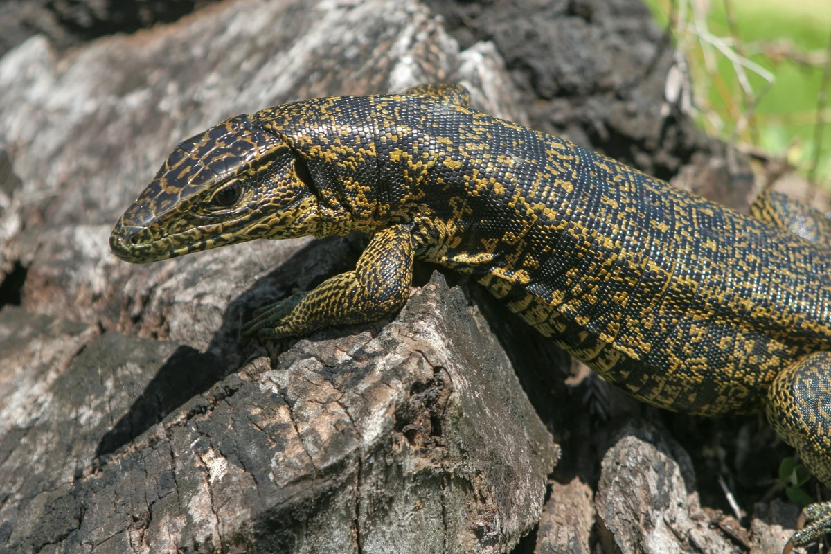 Category:Reptiles | New ideas by Matt Weaver Wiki | Fandom