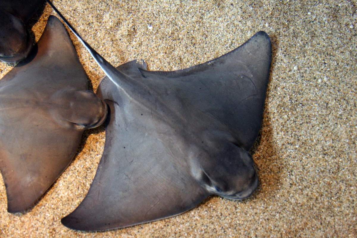 Bat ray-fish | New ideas by Matt Weaver Wiki | Fandom
