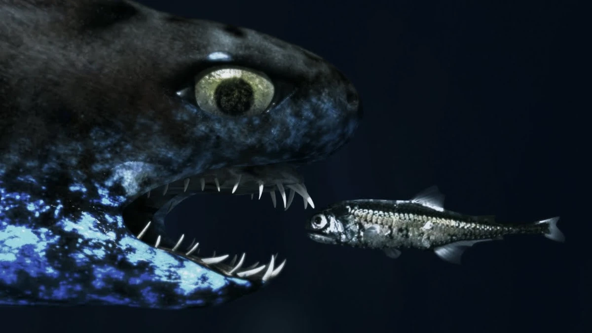 Viper Dogfish pursuit-Wild Kratts | New ideas by Matt Weaver Wiki | Fandom