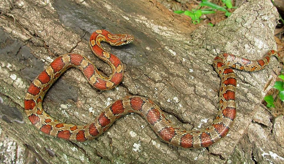 Zoboomafoo and you mystery animal song-snake version | New ideas by ...