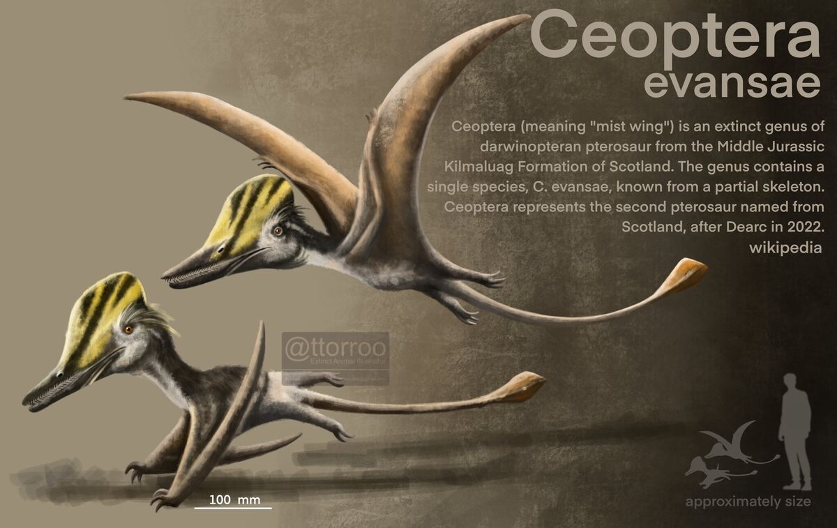 Ceoptera Pterosaur New Ideas By Matt Weaver Wiki Fandom
