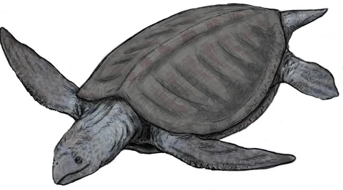 Protostega-LBT preview | New ideas by Matt Weaver Wiki | Fandom