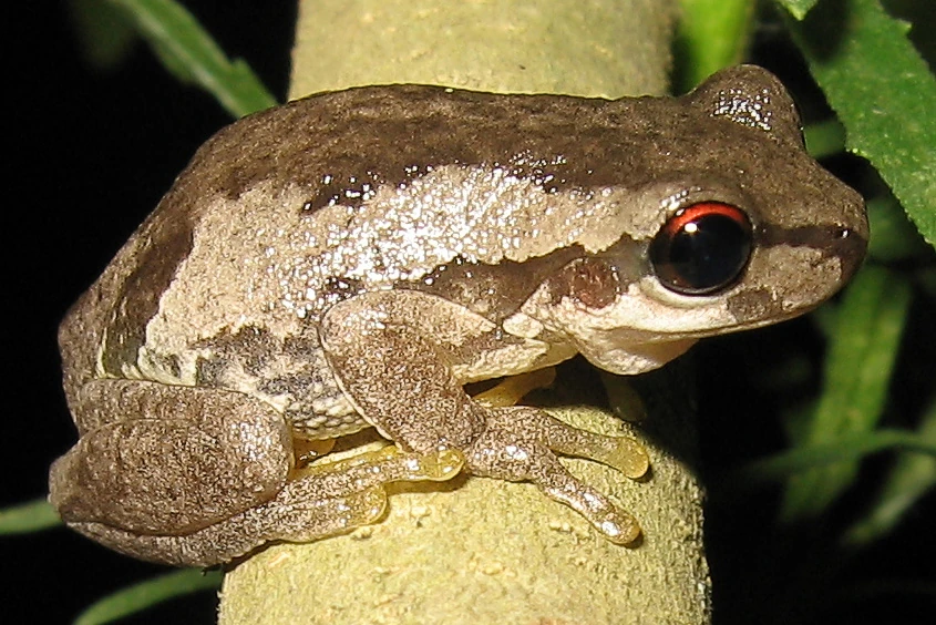 Bleating frog-wild kratts | New ideas by Matt Weaver Wiki | Fandom