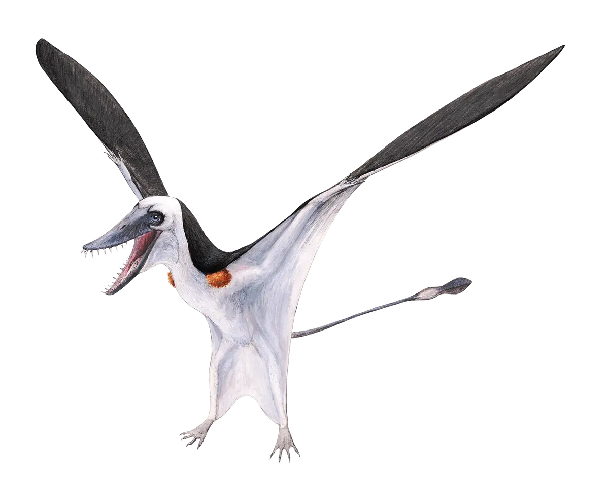 Parapsicephalus | New ideas by Matt Weaver Wiki | Fandom