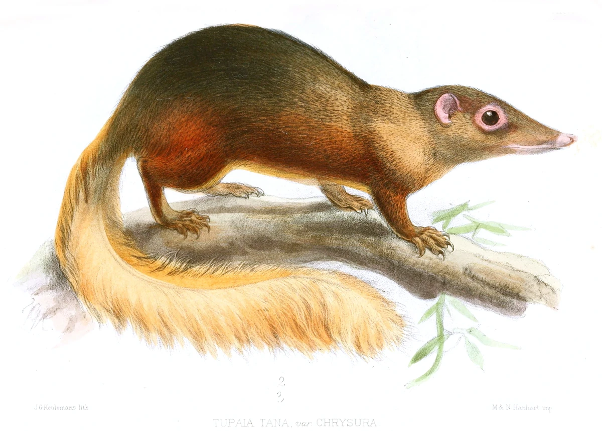 Tree shrewS = South American Age | New ideas by Matt Weaver Wiki | Fandom