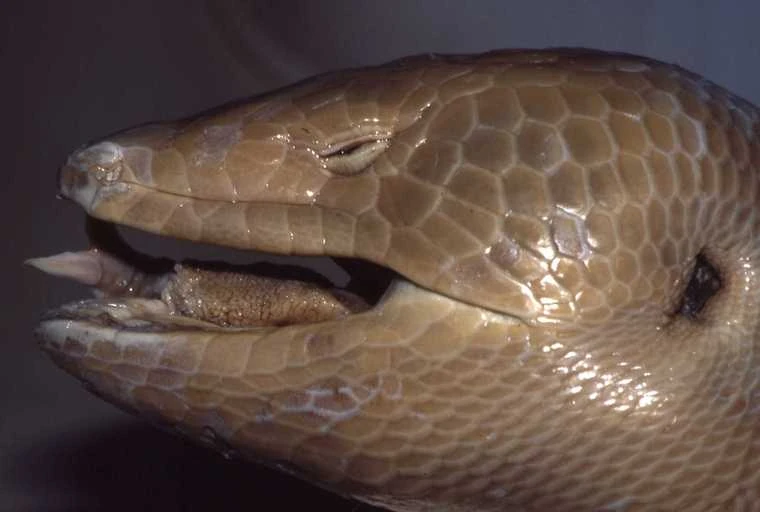 Jamaican Giant Galliwasp | New ideas by Matt Weaver Wiki | Fandom