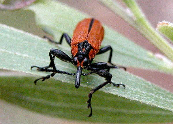Weevil Preview Wild Kratts New Ideas By Matt Weaver Wiki Fandom